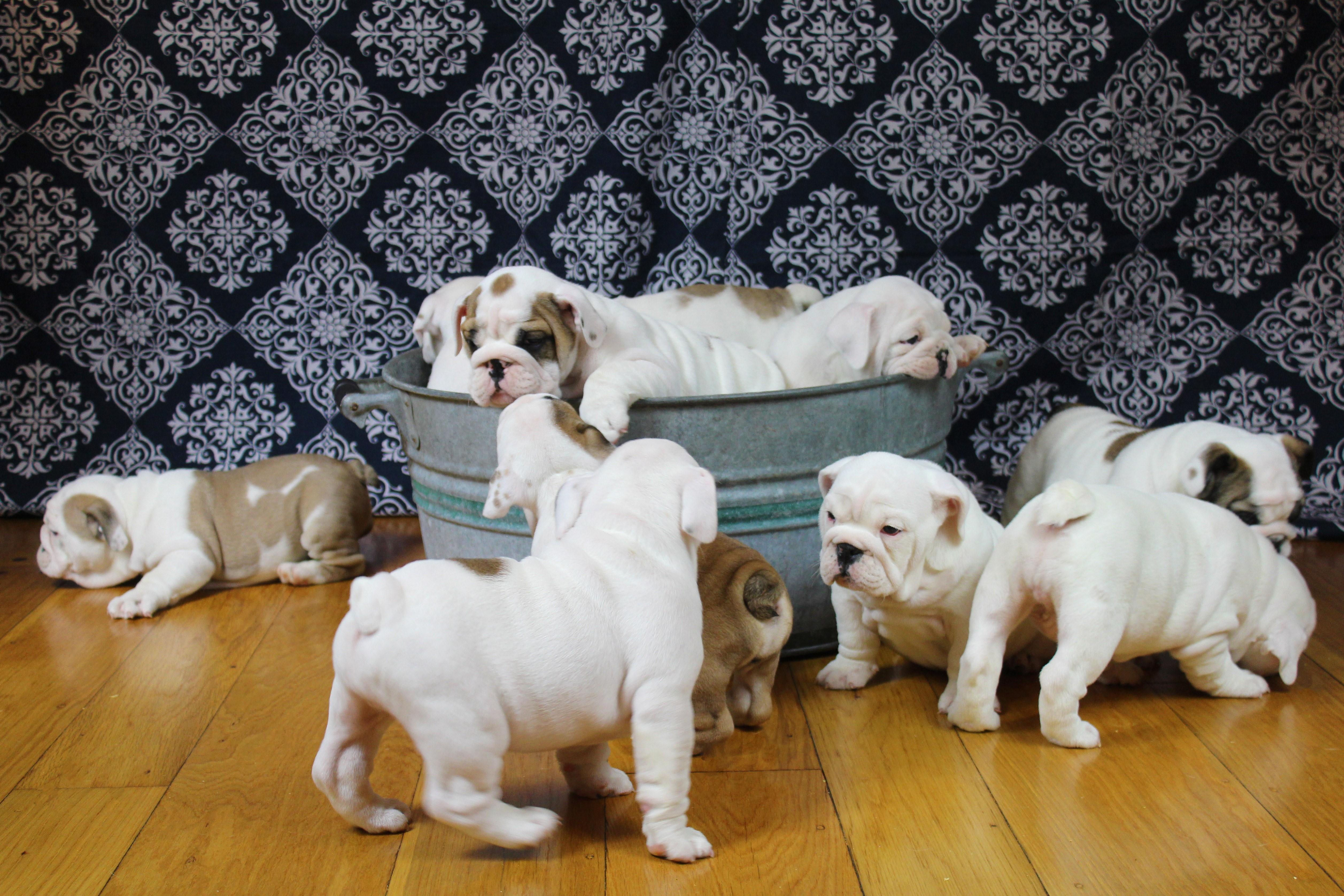 Everbull Bulldogs in Wisconsin | Bulldog puppies | Good Dog
