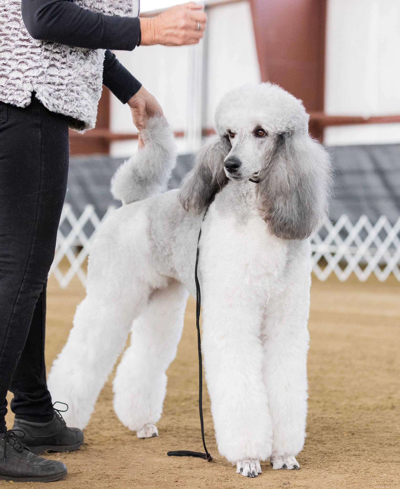 High Mesa Standards in Colorado | Poodle puppies | Good Dog