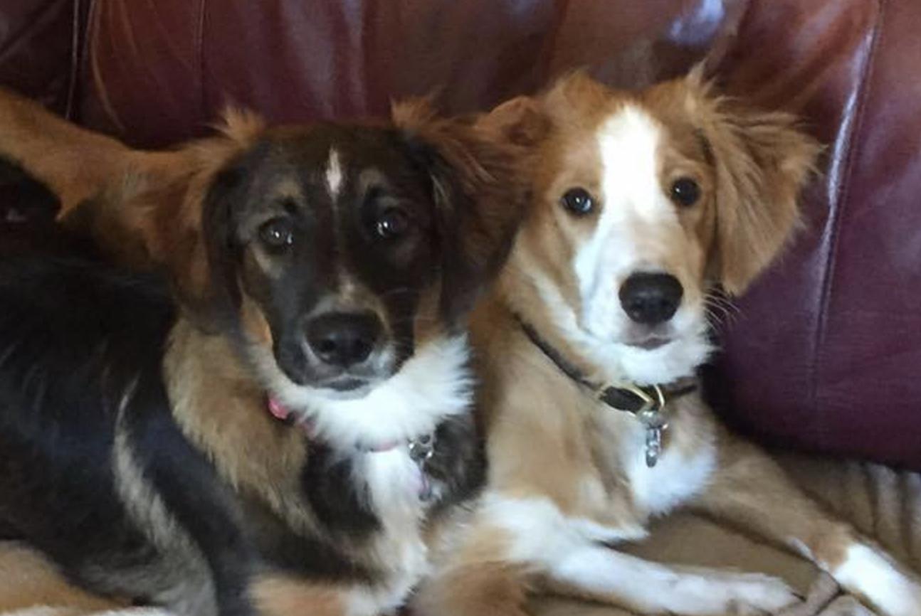 Southern Shadow's English Shepherds in South Carolina | English ...