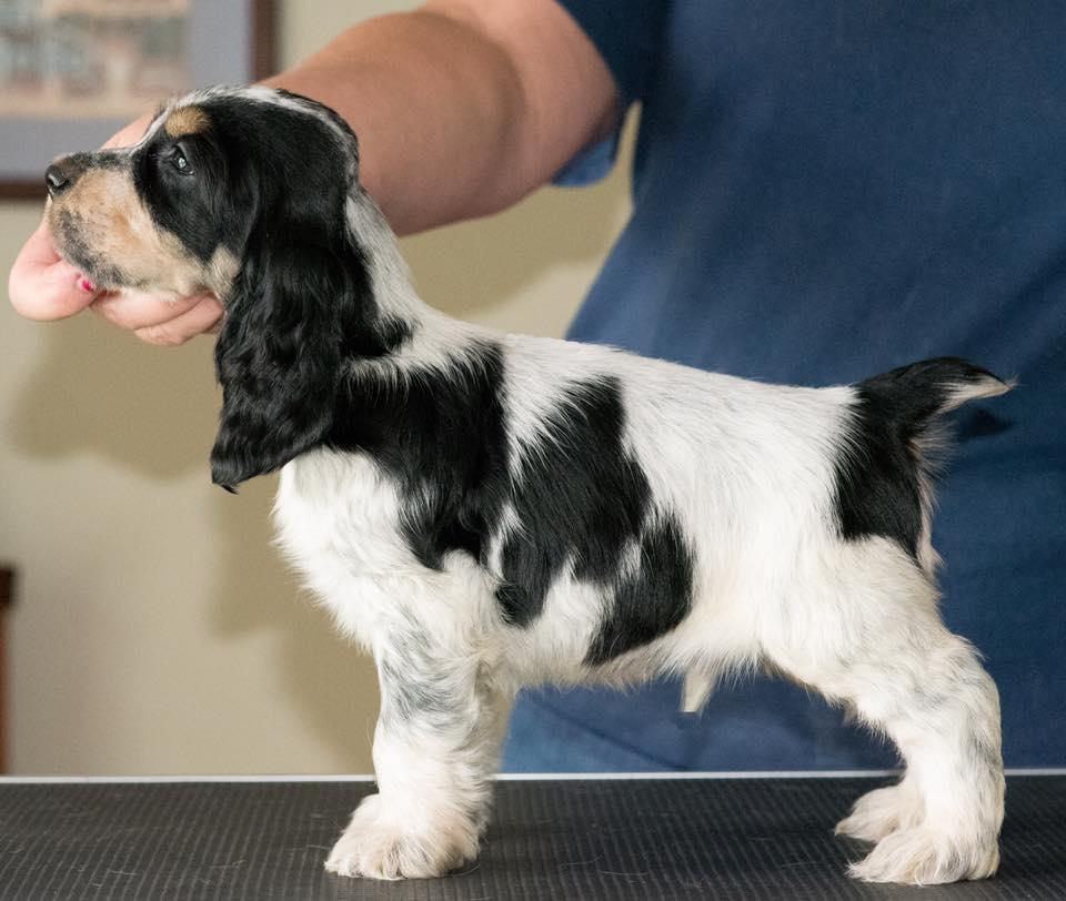 Jeri's English Cockers in Delaware | English Cocker Spaniel puppies ...