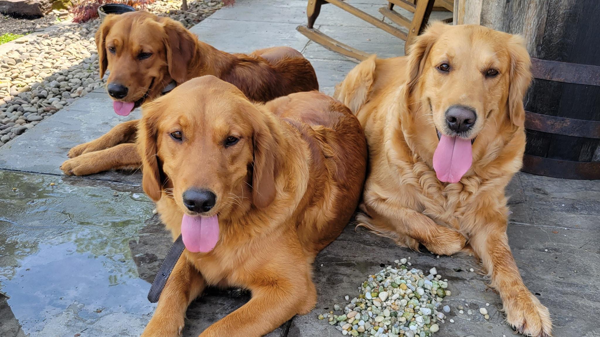 Wallace Golden Retriever's in Pennsylvania | Golden Retriever puppies ...