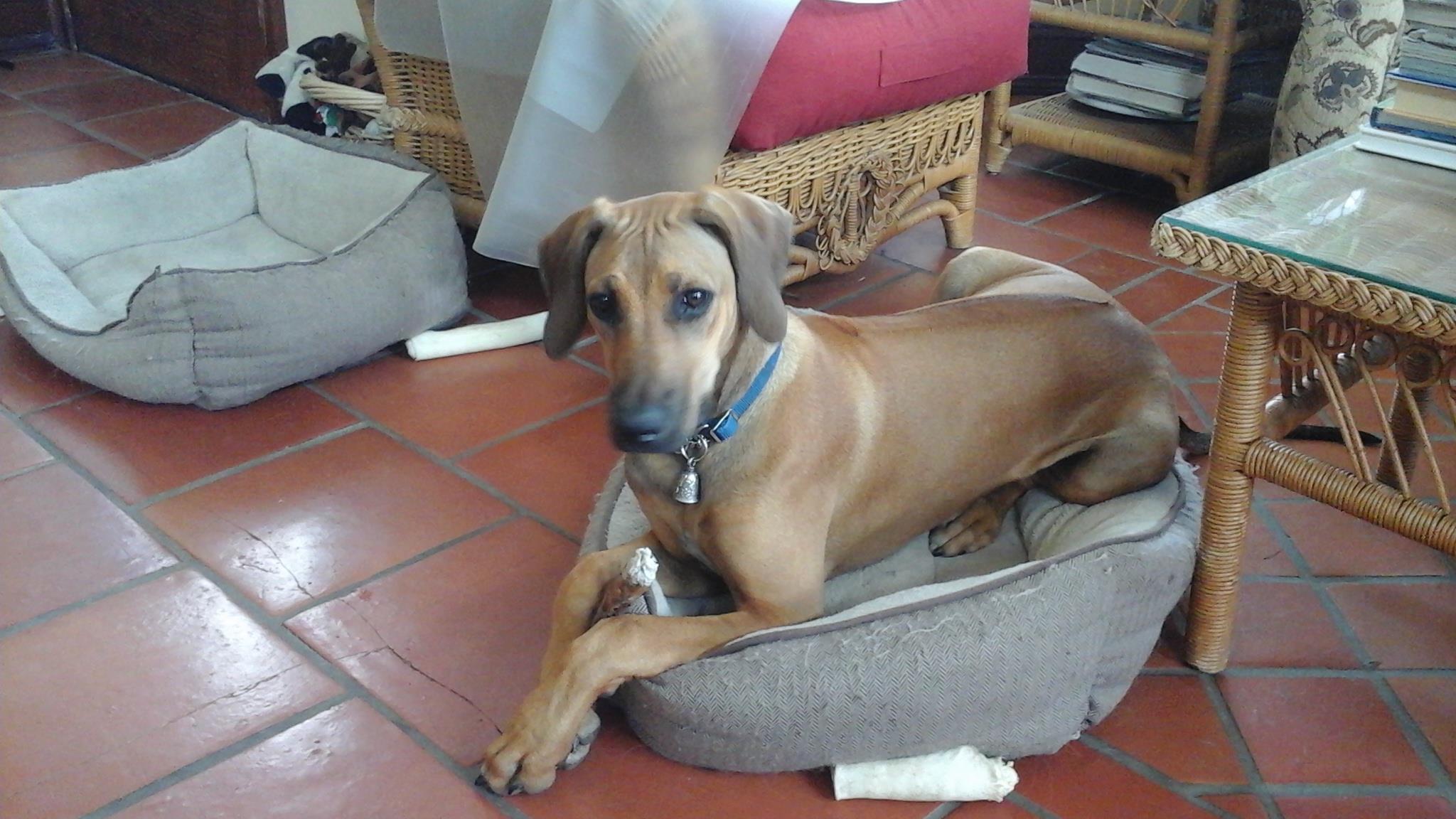 Tall Oaks in New York | Rhodesian Ridgeback and Miniature Australian ...