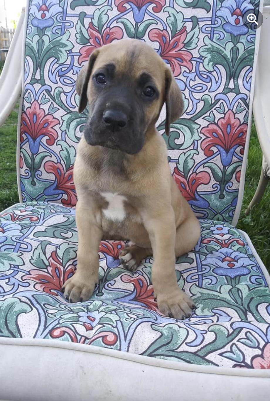 Debonair Danes in South Dakota | Great Dane and Yorkshire Terrier ...