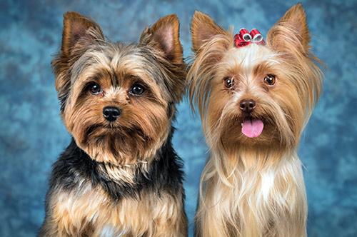 Enchanted by Yorkies.Com in Colorado | Yorkshire Terrier puppies | Good Dog