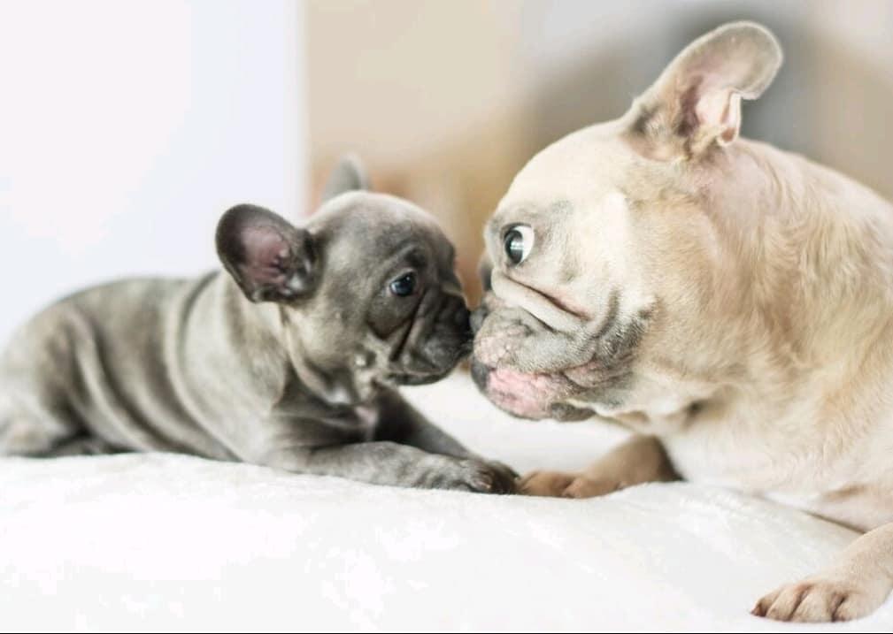 Top Paw Frenchies in Florida | French Bulldog puppies | Good Dog