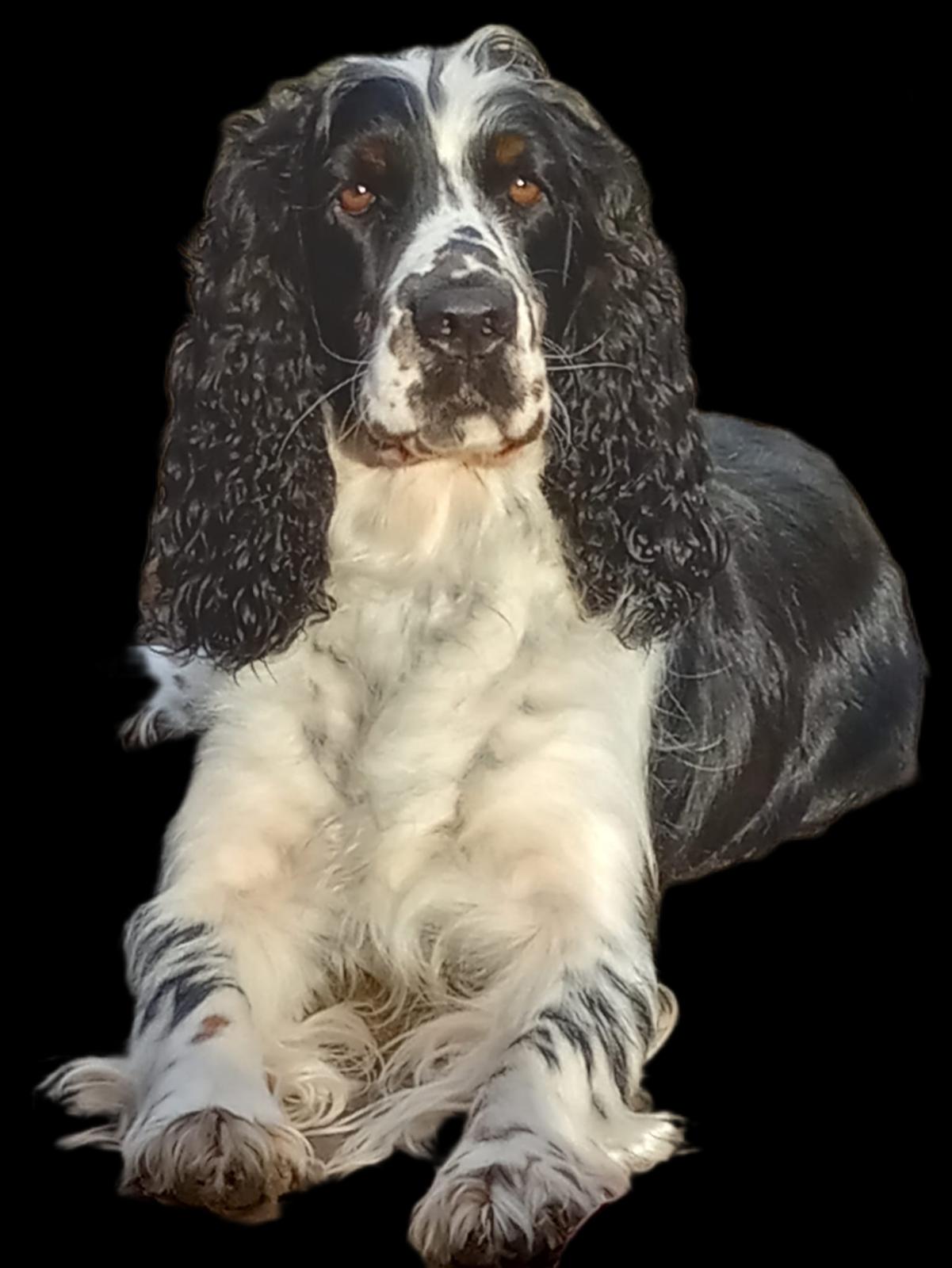 Springers in Tennessee | English Springer Spaniel puppies | Good Dog