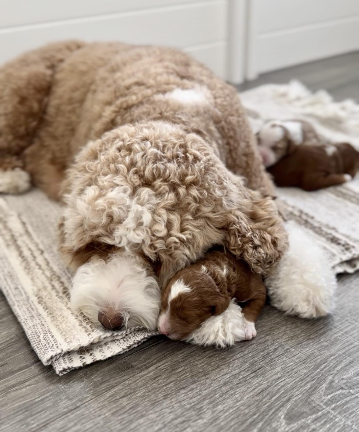 Doodle Bears of Southern Utah in Utah | Goldendoodle puppies | Good Dog