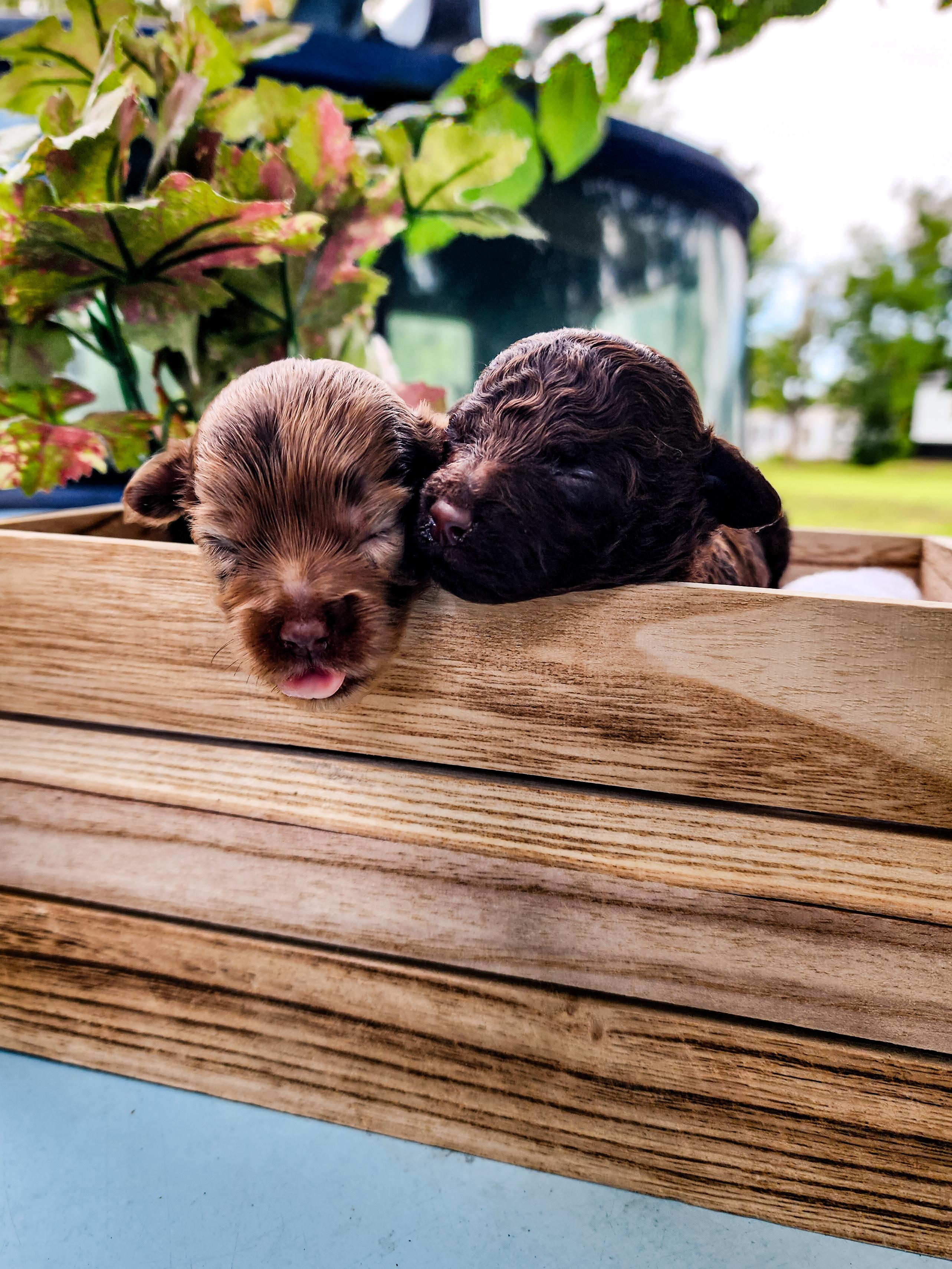 Cowboy Country Cockapoos in Oklahoma | Cockapoo puppies | Good Dog