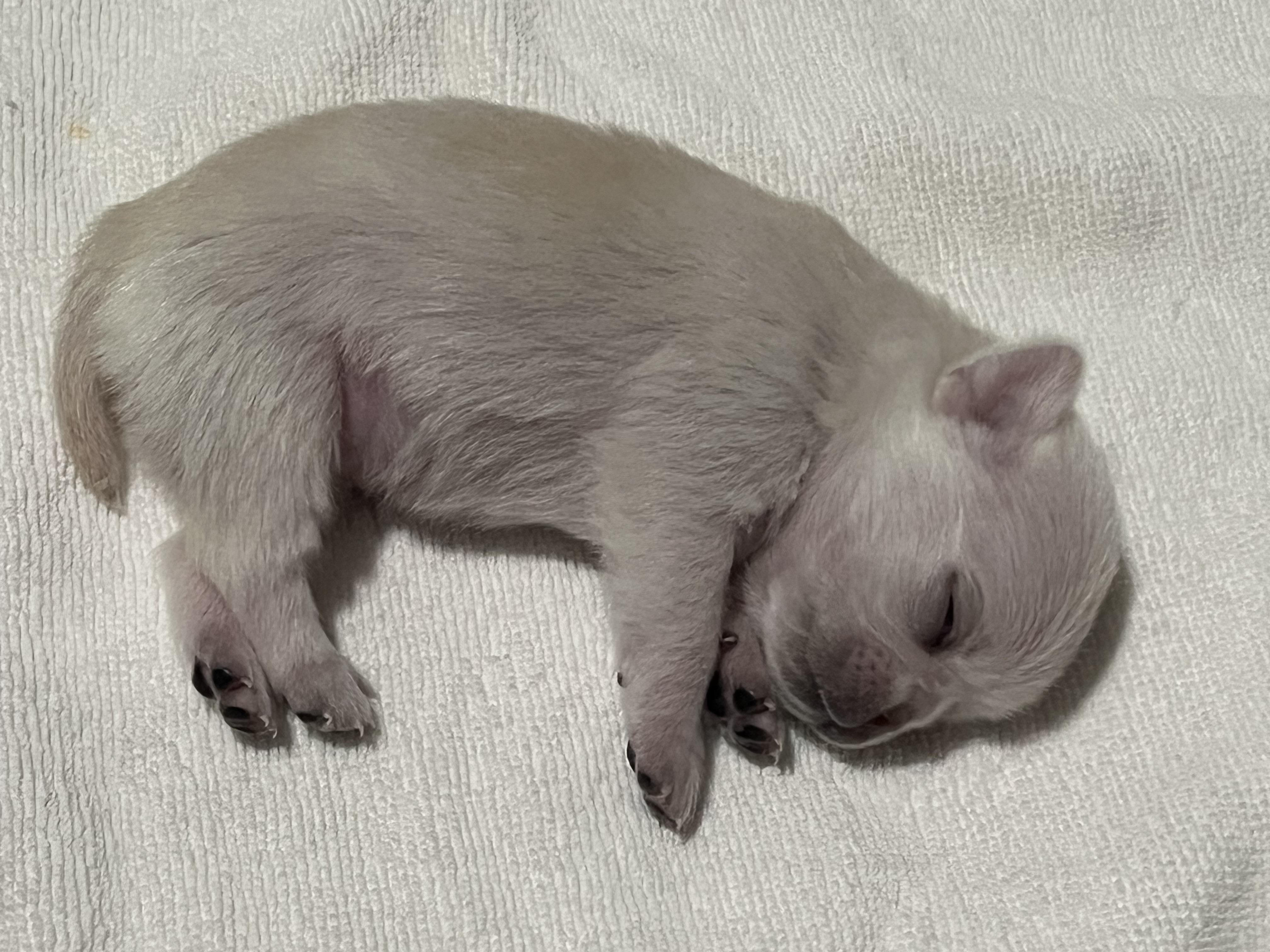 Southern Pugs in North Carolina | Pug puppies | Good Dog