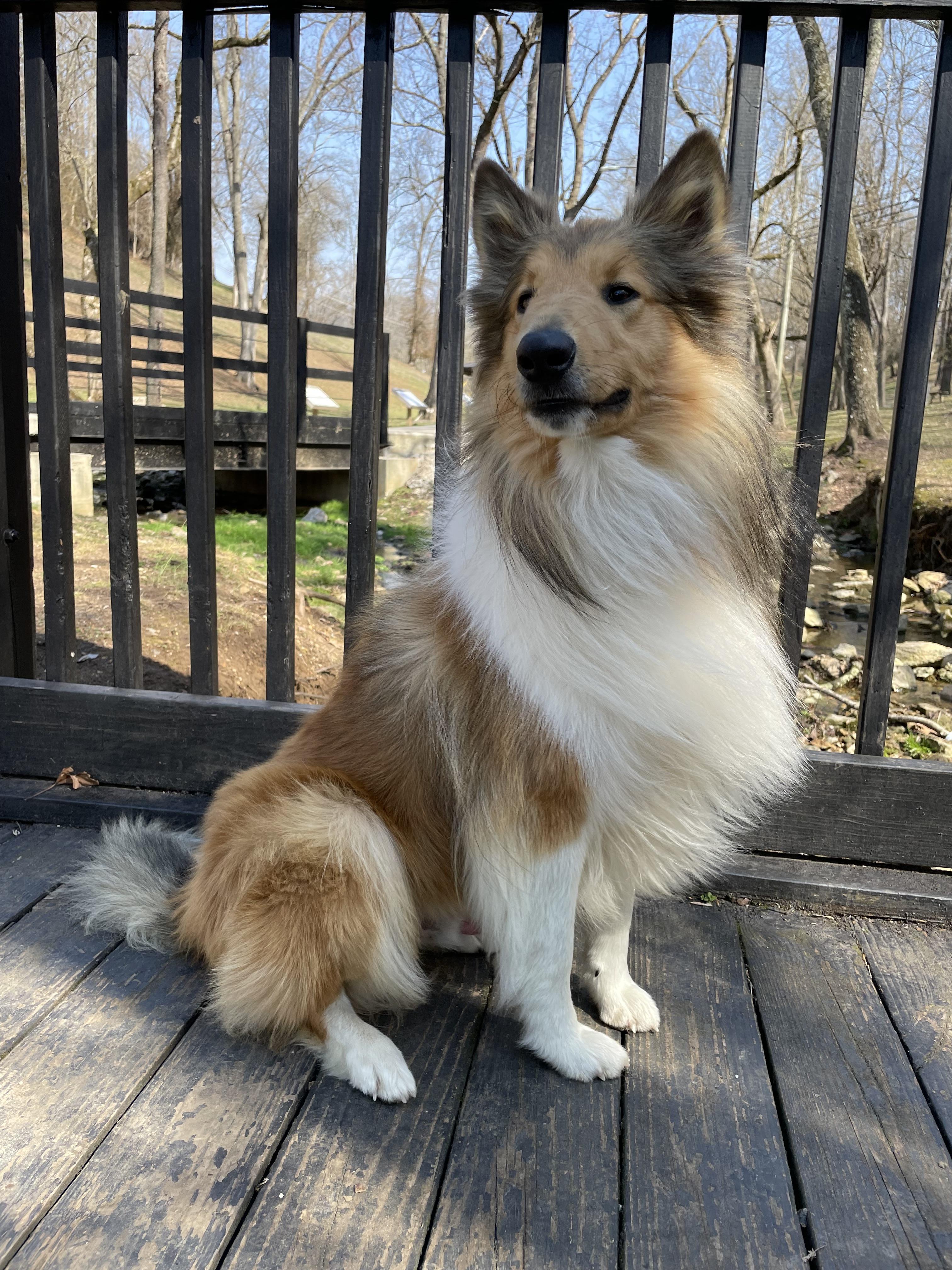 Dolly and Apollo’s Gollies in Kentucky | Collie, Golden Retriever or ...