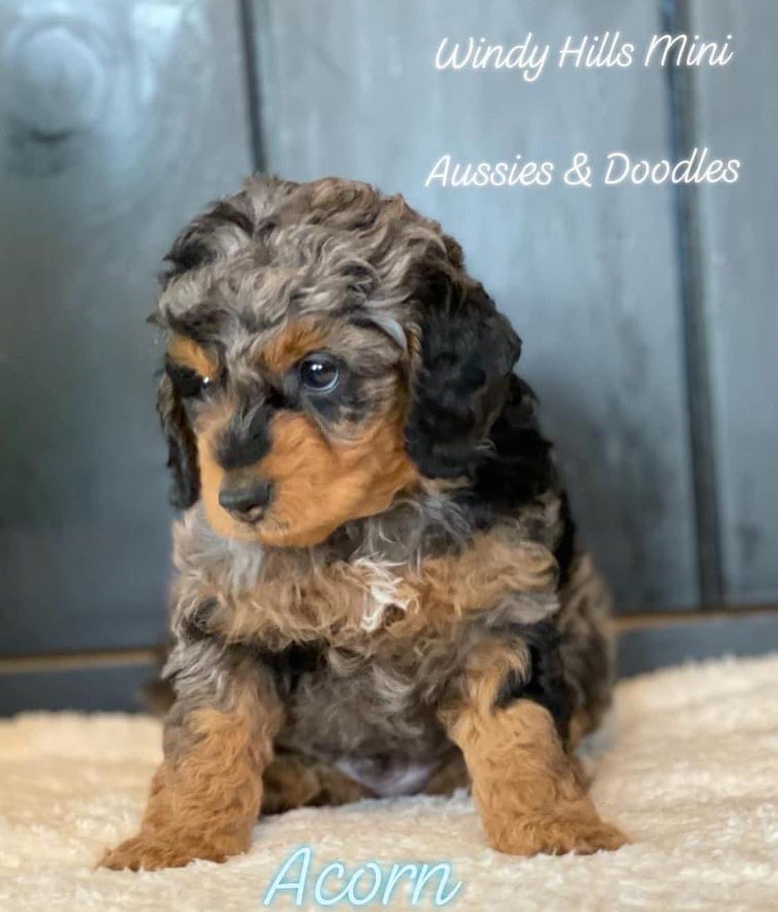 Windy Hills Mini Aussies & Doodles in Pennsylvania | Miniature ...