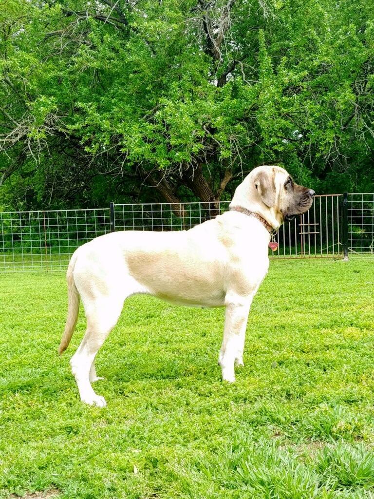 Red River Mastiff in Texas | Mastiff puppies | Good Dog