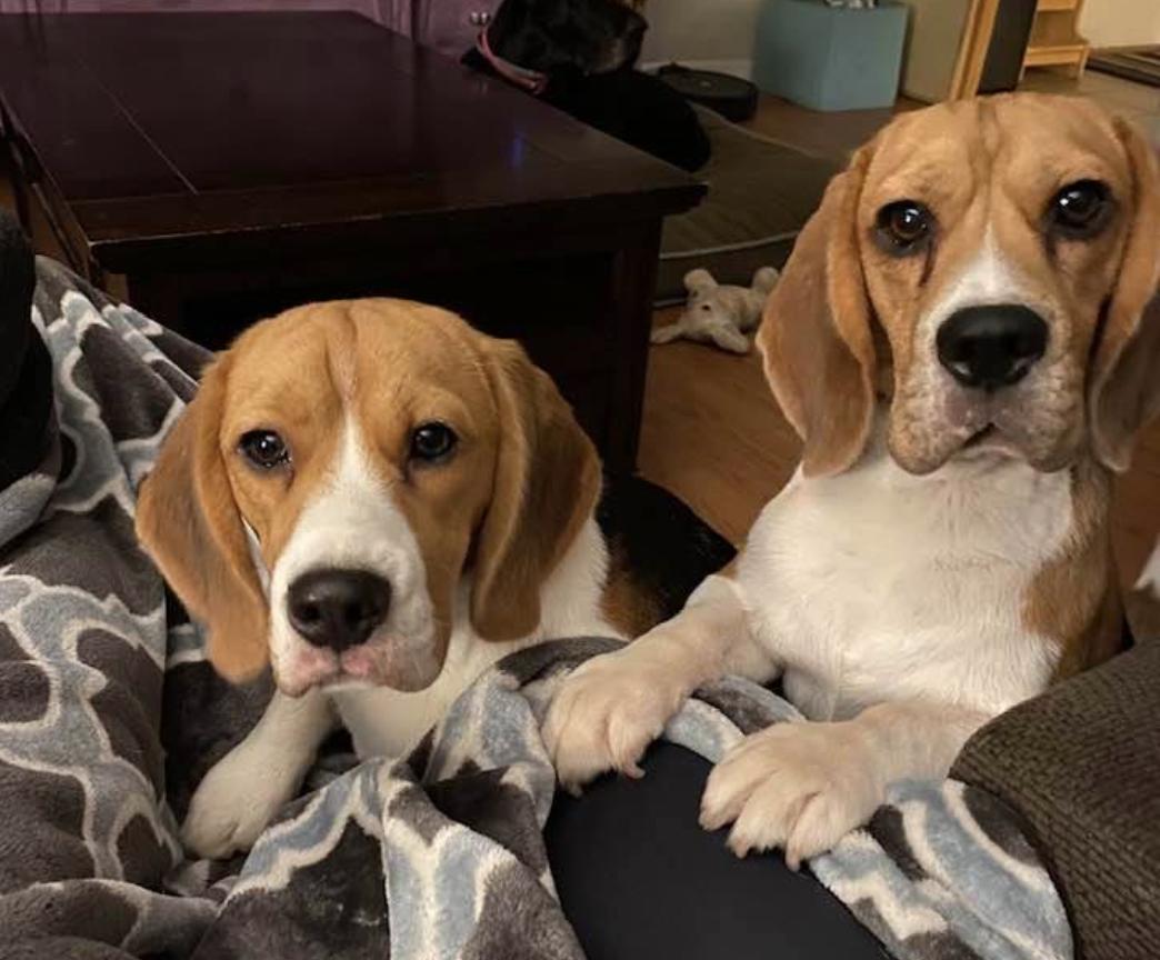 Sunkissed Beagles in Florida | Beagle puppies | Good Dog