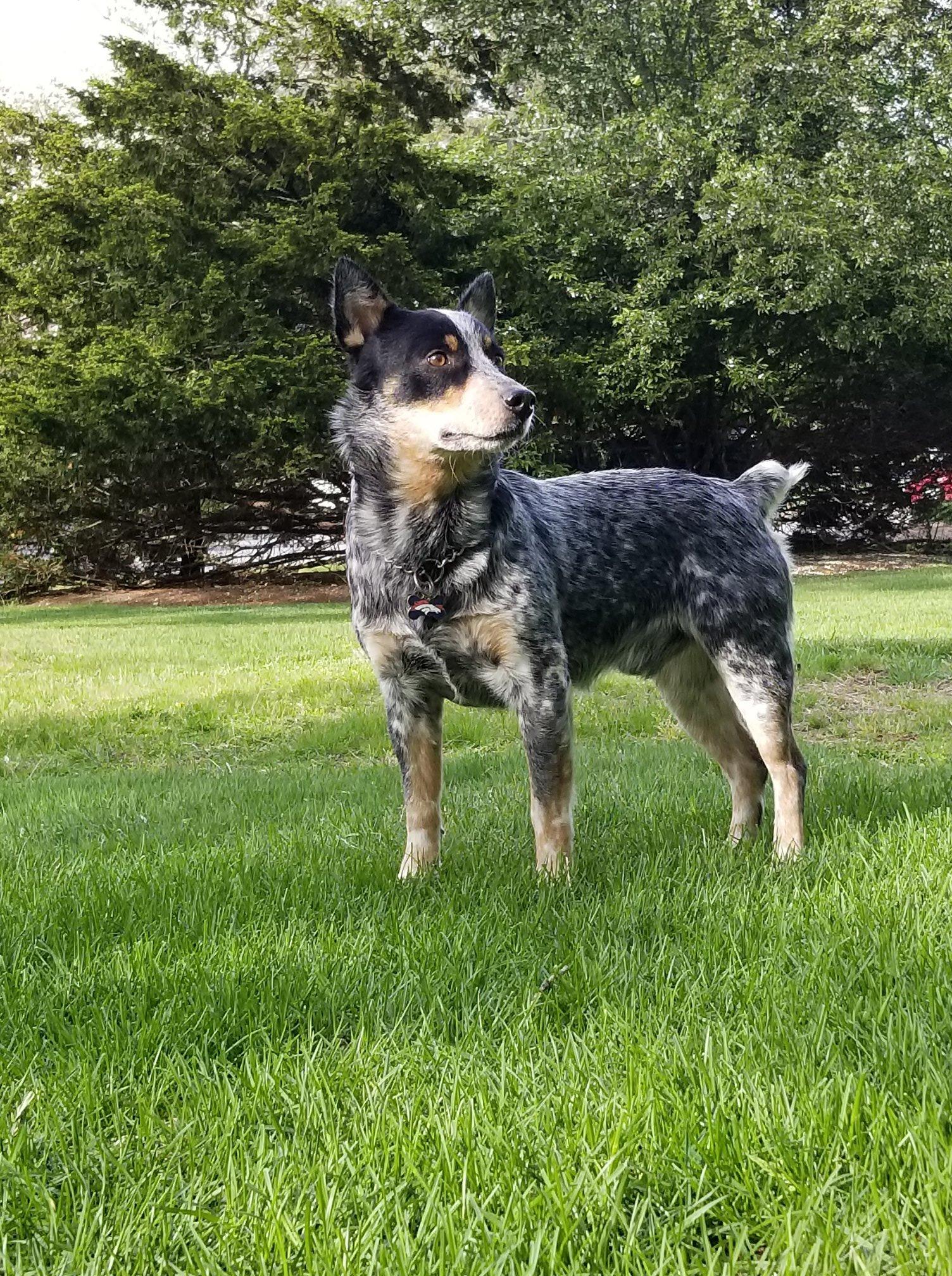 Piney River Cattle Dogs in Idaho | Australian Cattle Dog puppies | Good Dog
