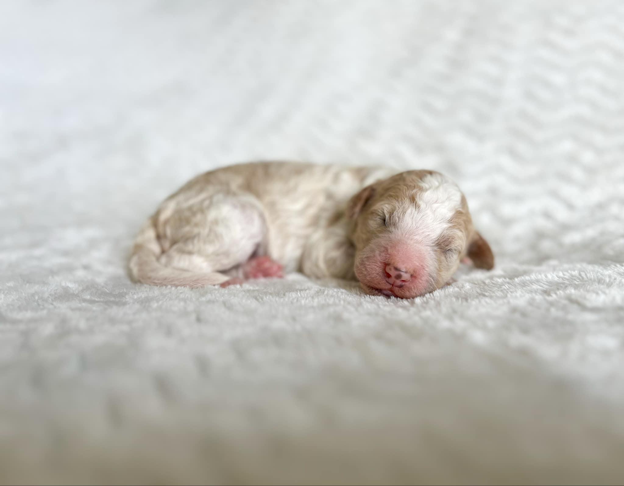 Juniper Ridge Poodles & Goldendoodles in West Virginia | Goldendoodle ...