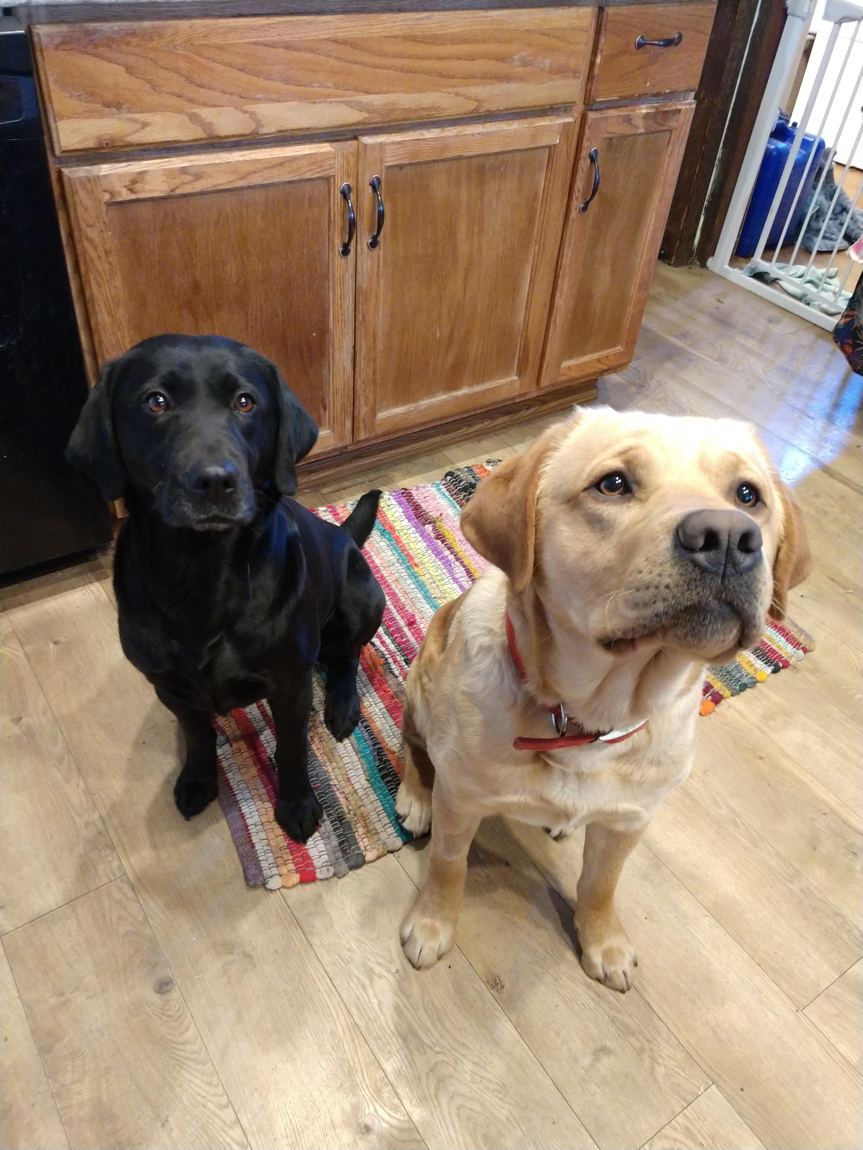 Eelkema's Labradors at CrossView Ranch in Washington | Labrador ...