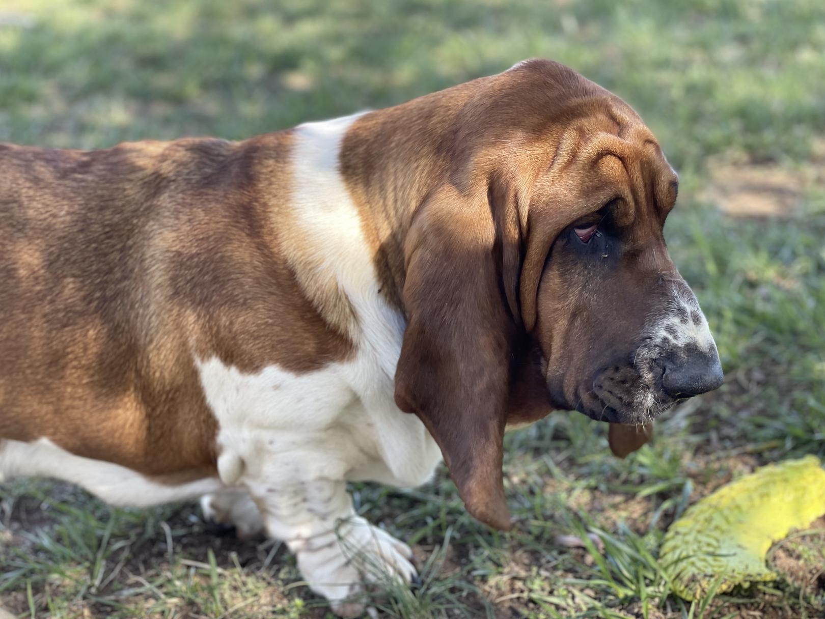 Twin Farms Basset Hounds in South Carolina | Basset Hound puppies ...