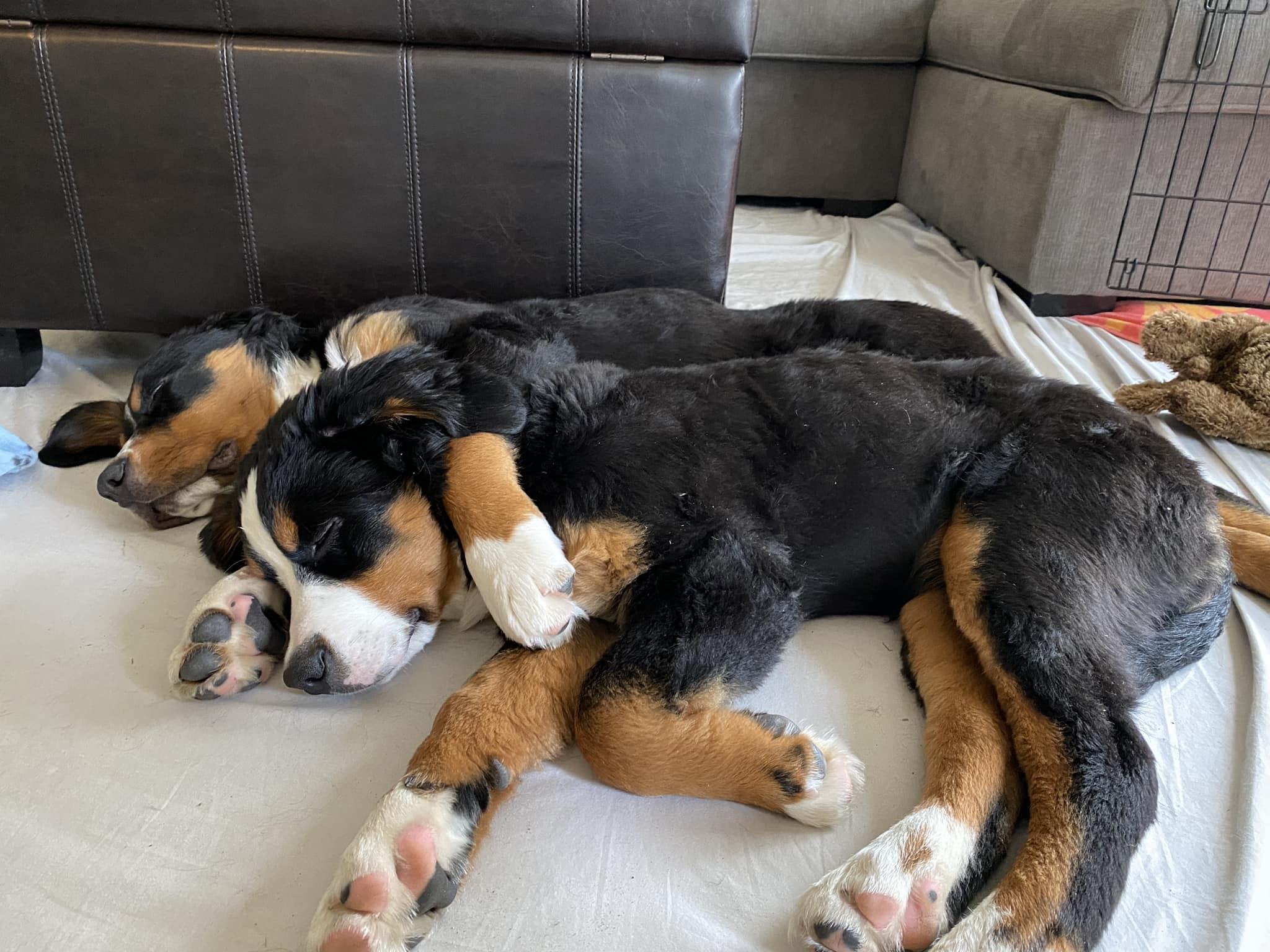 Benton County Berners in Washington | Bernese Mountain Dog puppies ...