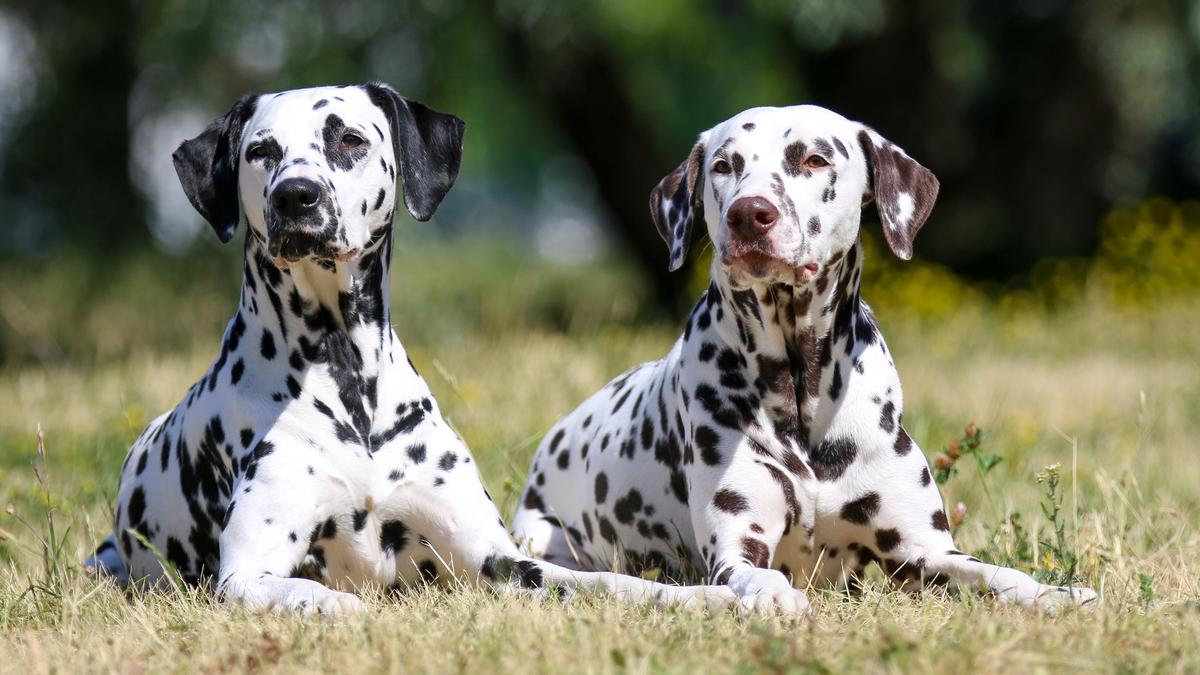 25 cute Purebred Dalmatian puppies for sale | Good Dog