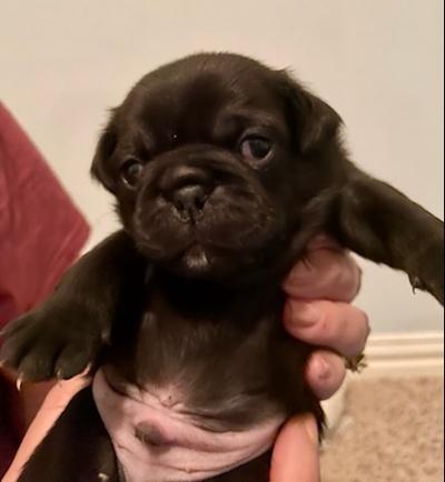 RD Pugs in Texas | Pug puppies | Good Dog