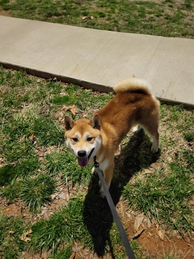Sunflower Shiba Breeding Program in Tennessee | Shiba Inu puppies ...
