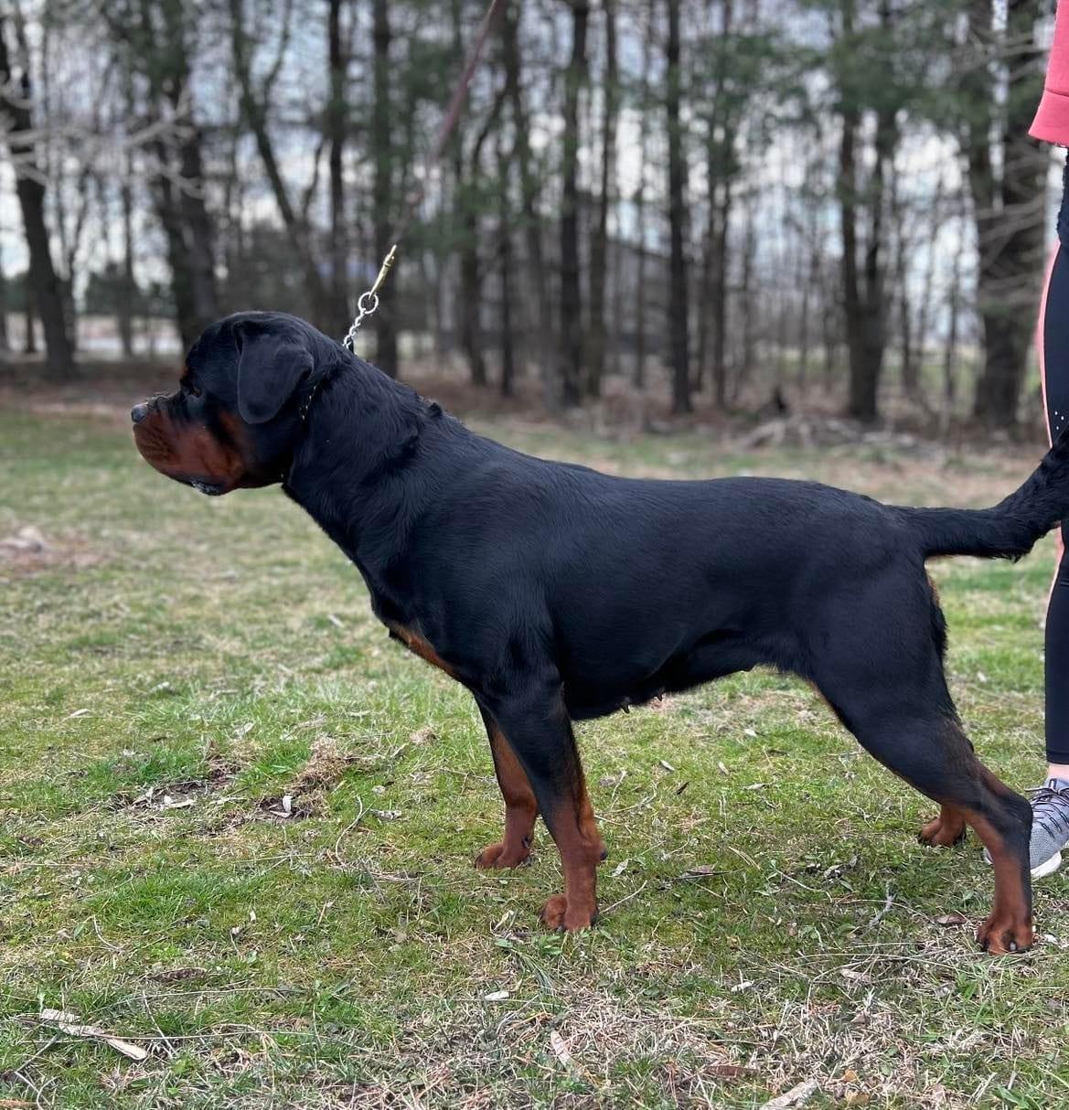 Broken Roots Rottweilers in Indiana | Rottweiler puppies | Good Dog