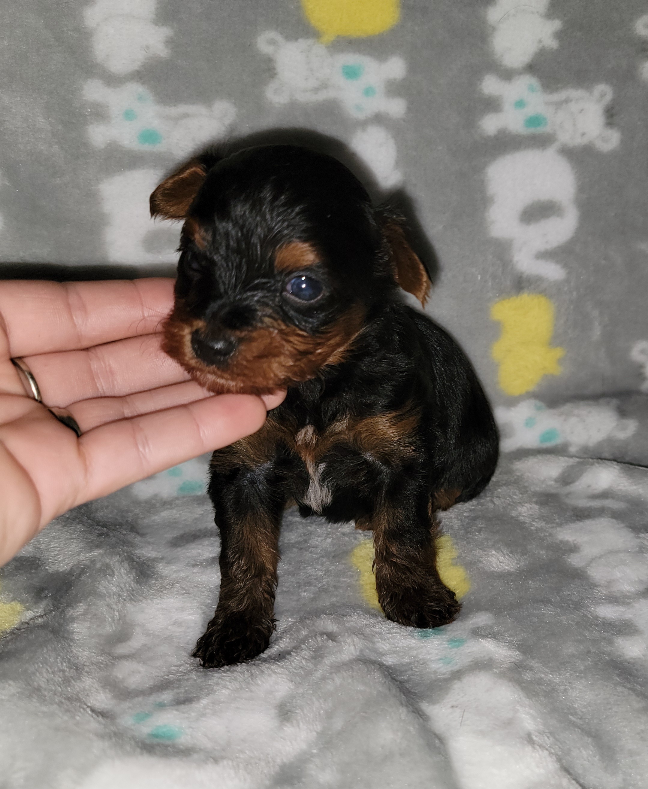 Chracy's yorkie babies in Oklahoma | Yorkipoo and Yorkshire Terrier ...
