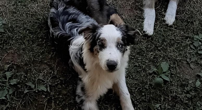 Jerald's Mini Aussies in Tennessee | Miniature Australian Shepherd ...