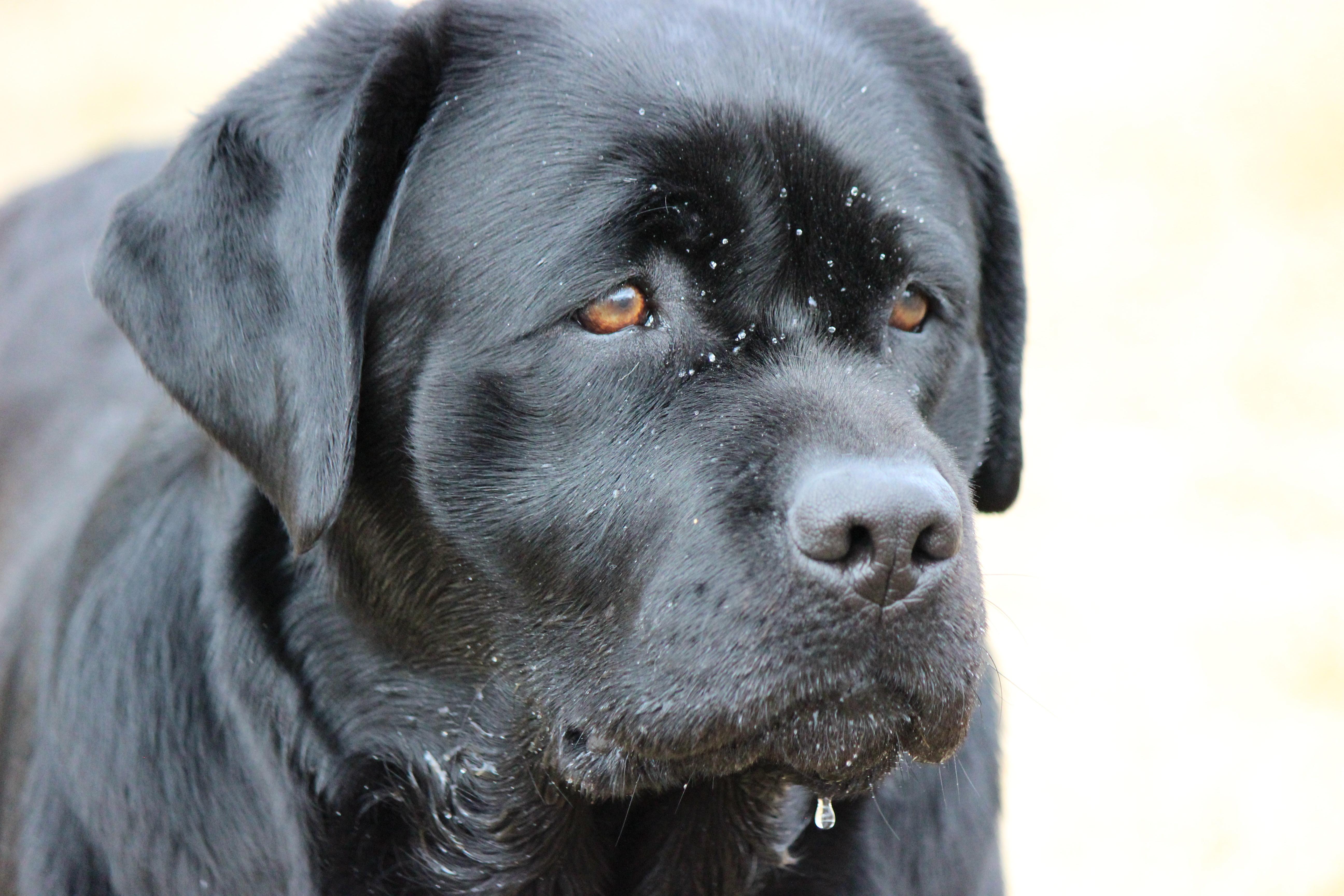 Desert Haven lab in Utah | Labrador Retriever puppies | Good Dog