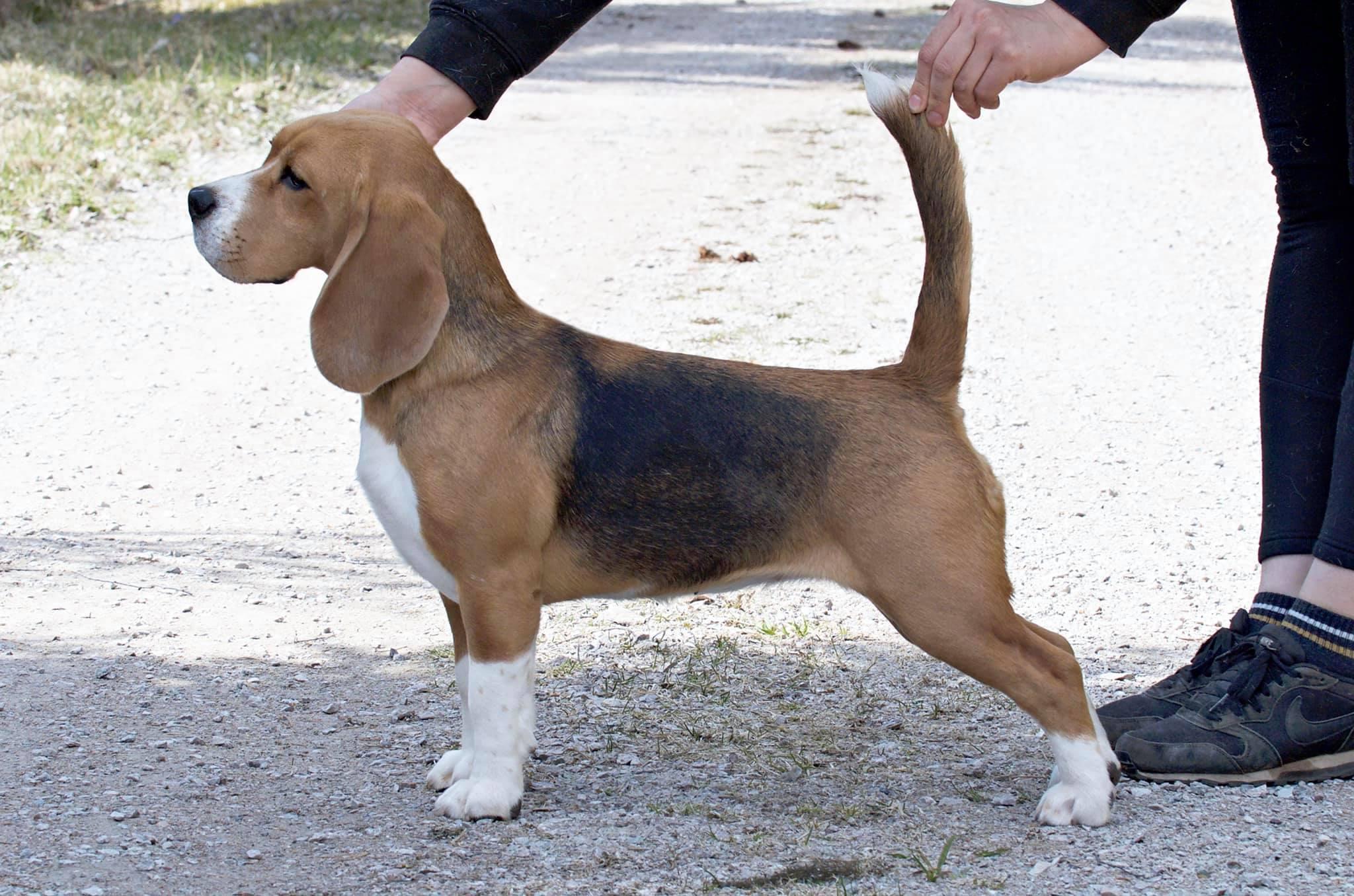 Maple Ridge Beagles in Wisconsin | Beagle puppies | Good Dog