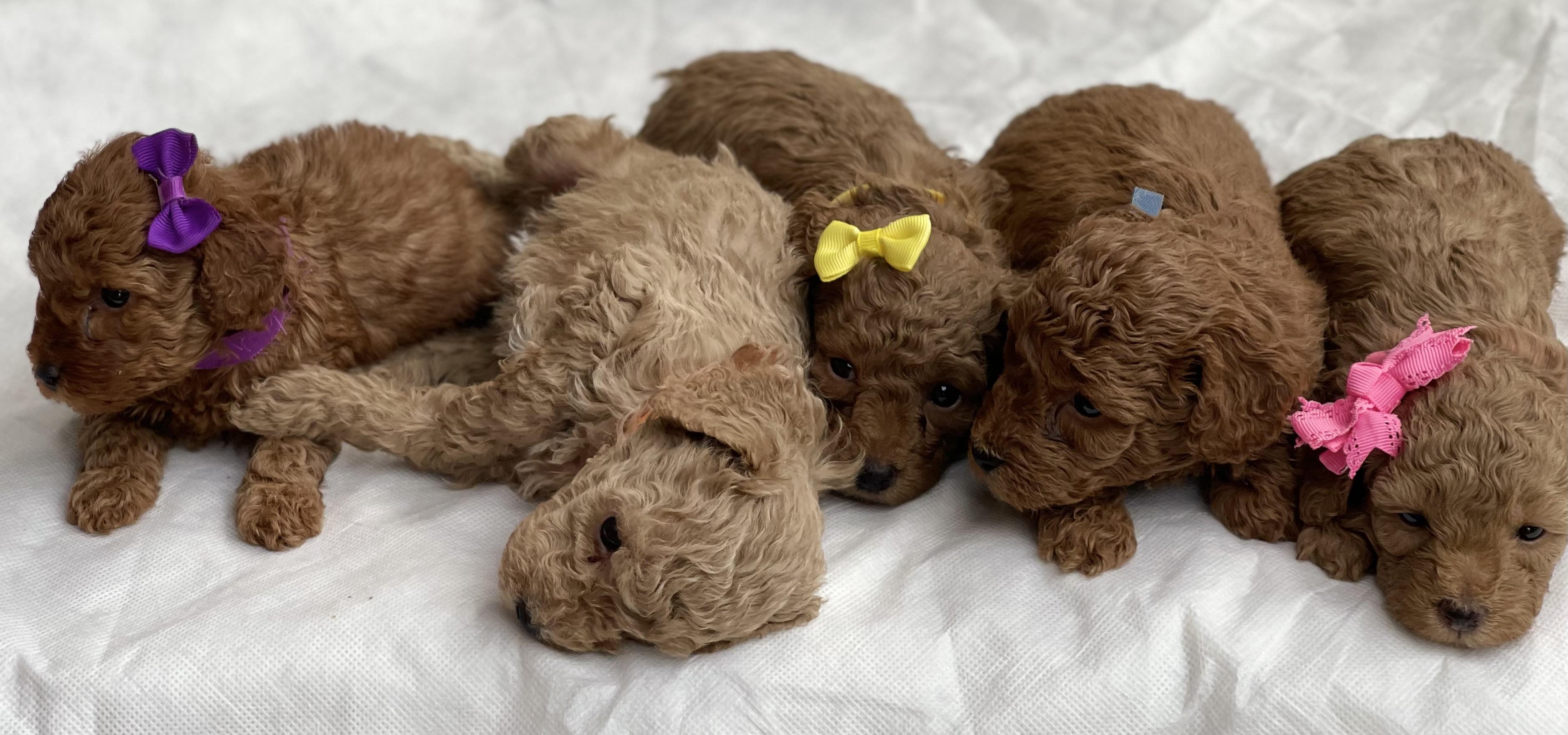 Merrell Pups in Missouri | Poodle puppies | Good Dog