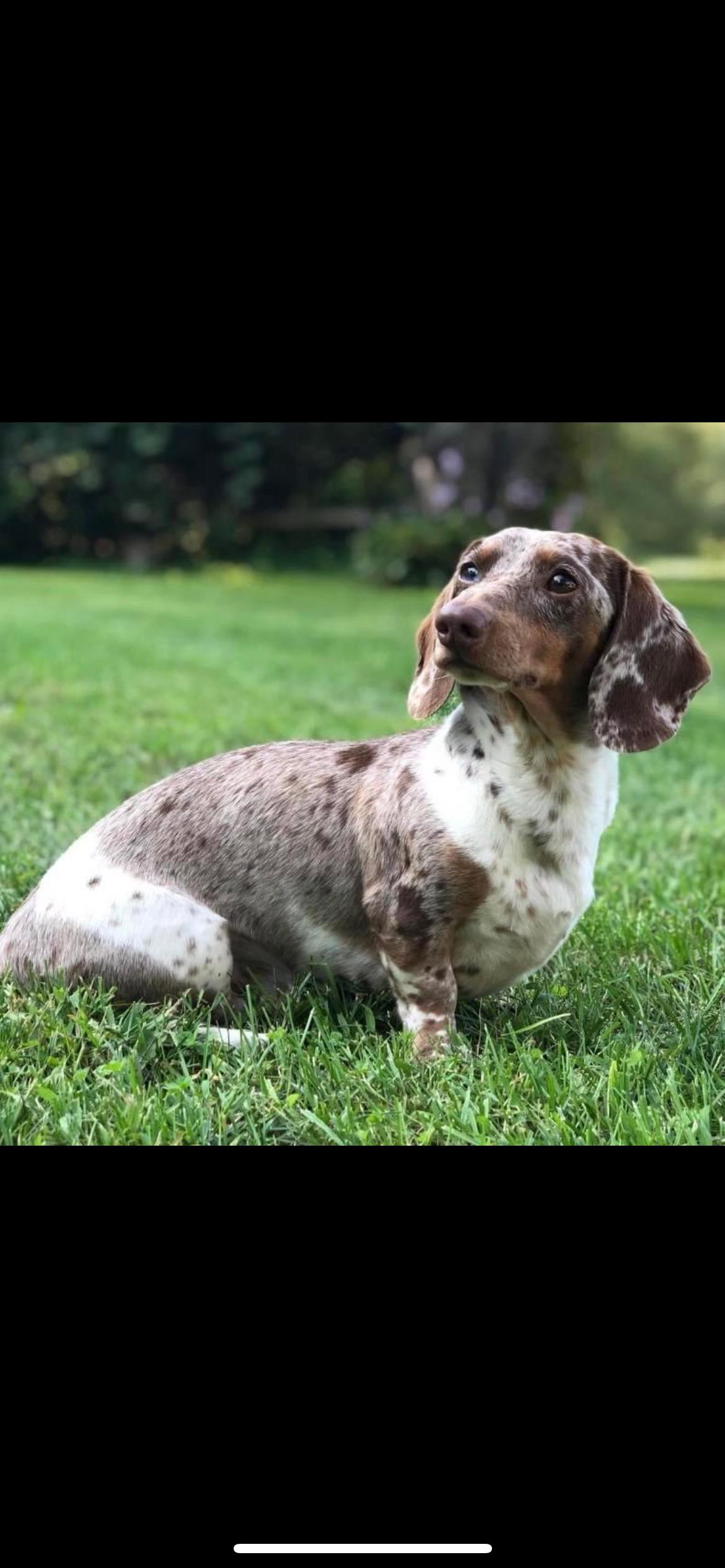 SK Dashing Dachshunds in Wisconsin | Dachshund puppies | Good Dog
