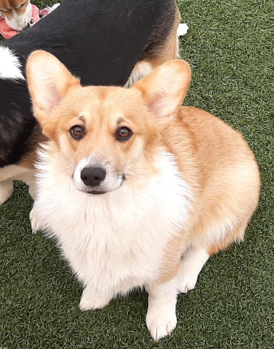 Bison Ridge Corgis in Colorado | Pembroke Welsh Corgi puppies | Good Dog