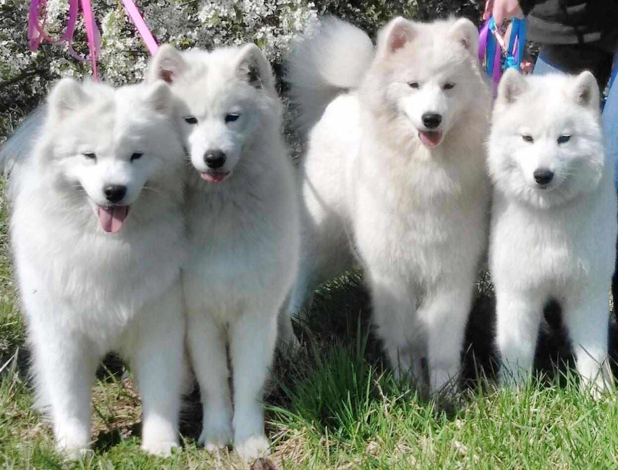 Pyles Of Smiles in Arizona | Samoyed puppies | Good Dog