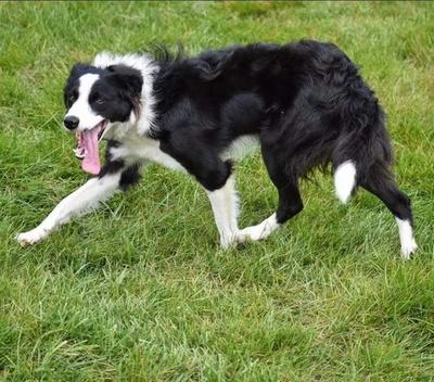 Blue Ridge Mountain Border Collies in Virginia | Border Collie puppies ...