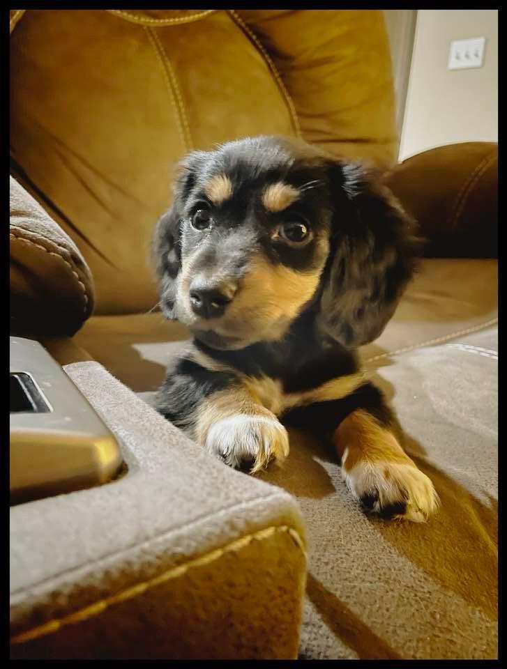 Willies Weinies in Oklahoma | Dachshund puppies | Good Dog