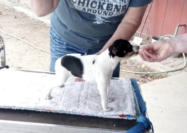 Squawcreek Kennels in California | Rat Terrier puppies | Good Dog