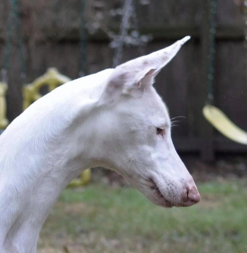 Windrift Kennel in Missouri | Ibizan Hound and Whippet puppies | Good Dog