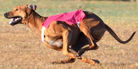 Cynara Rhodesian Ridgebacks in Oklahoma | Rhodesian Ridgeback puppies ...