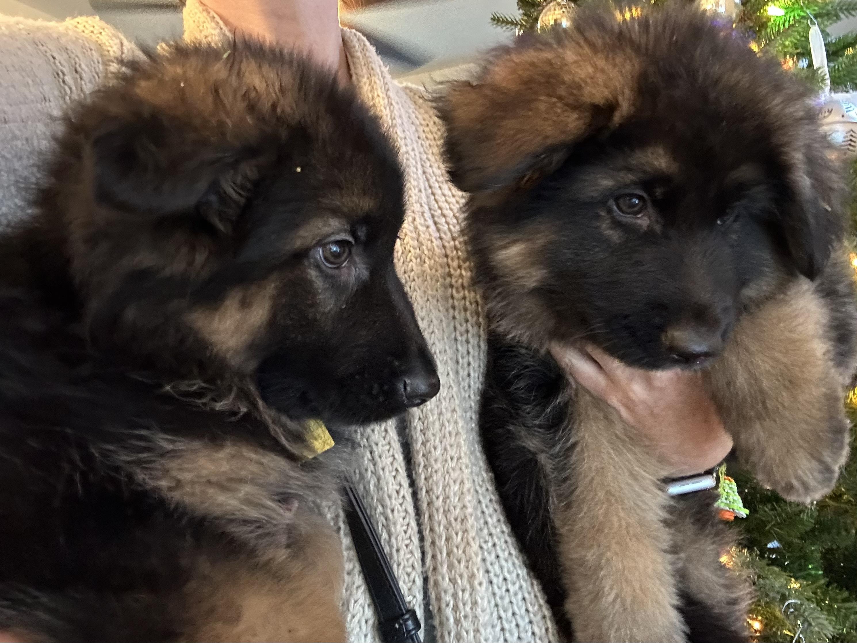 Bidwell Knight Shepherds in California | German Shepherd puppies | Good Dog