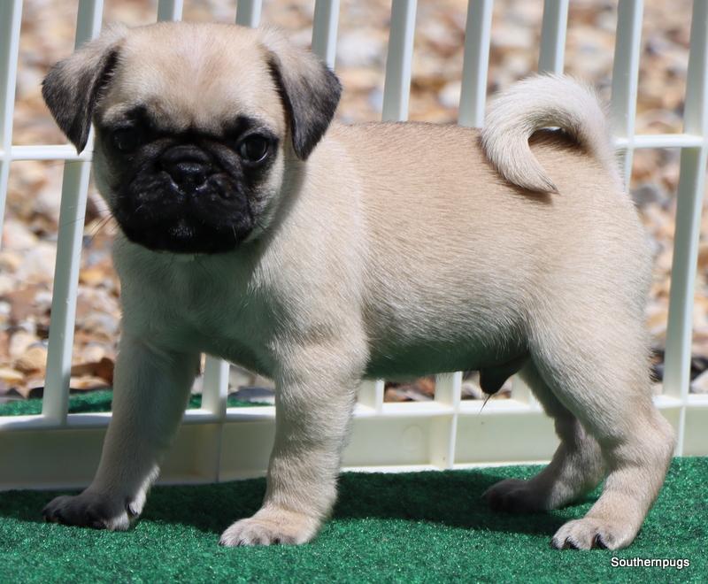 Southern pugs in Texas | Pug puppies | Good Dog