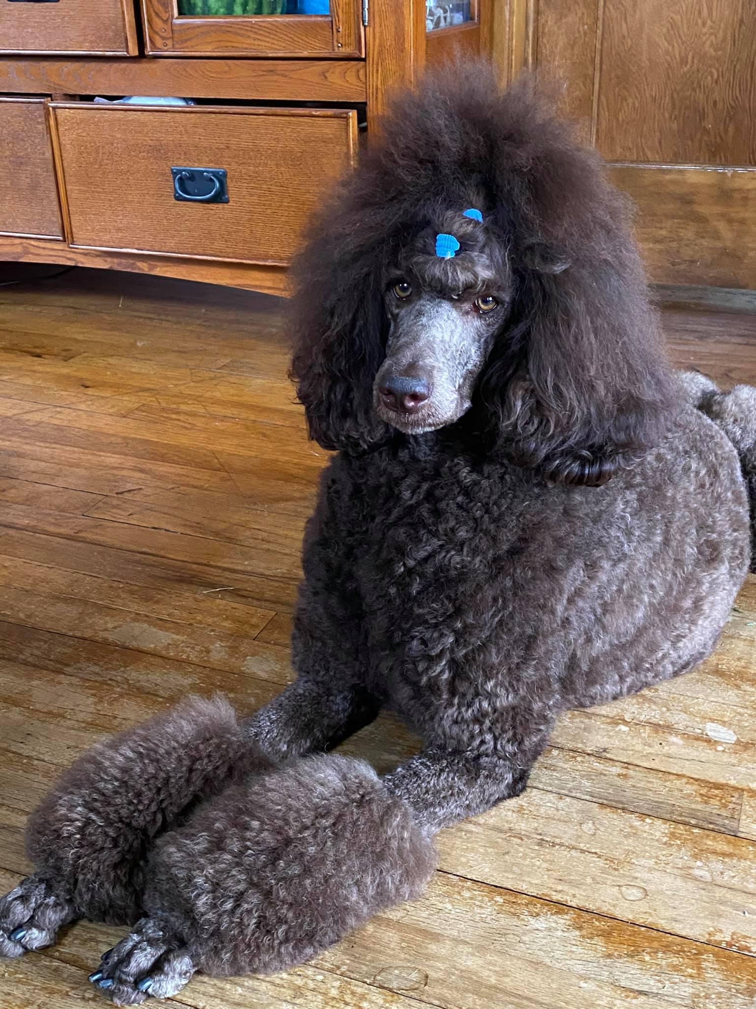 Ability Poodles in Michigan | Poodle puppies | Good Dog