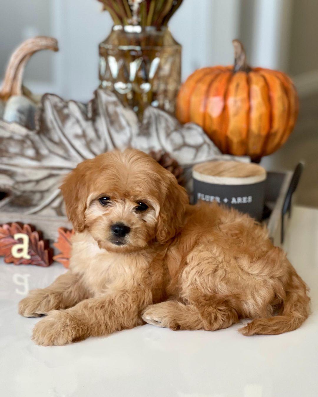 Britts.Darling.Doodles in Utah | Cavapoo, Cockapoo or Cocker Spaniel ...