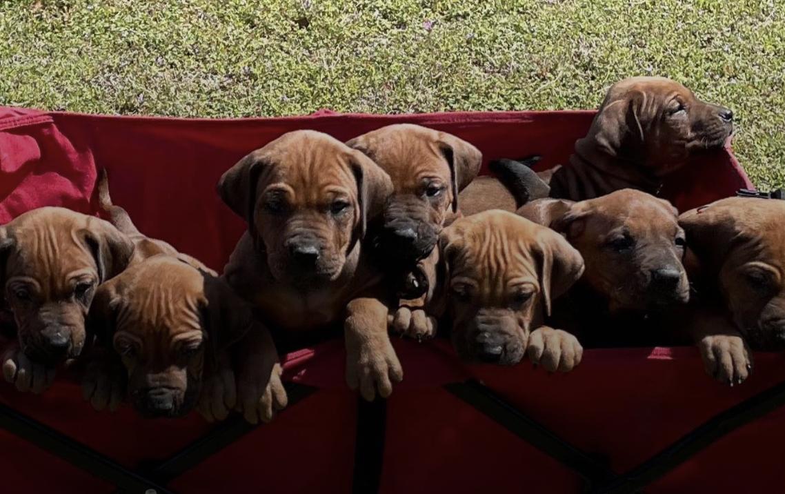 Running From Reality Ranch & Ridgebacks in Oklahoma | Rhodesian ...