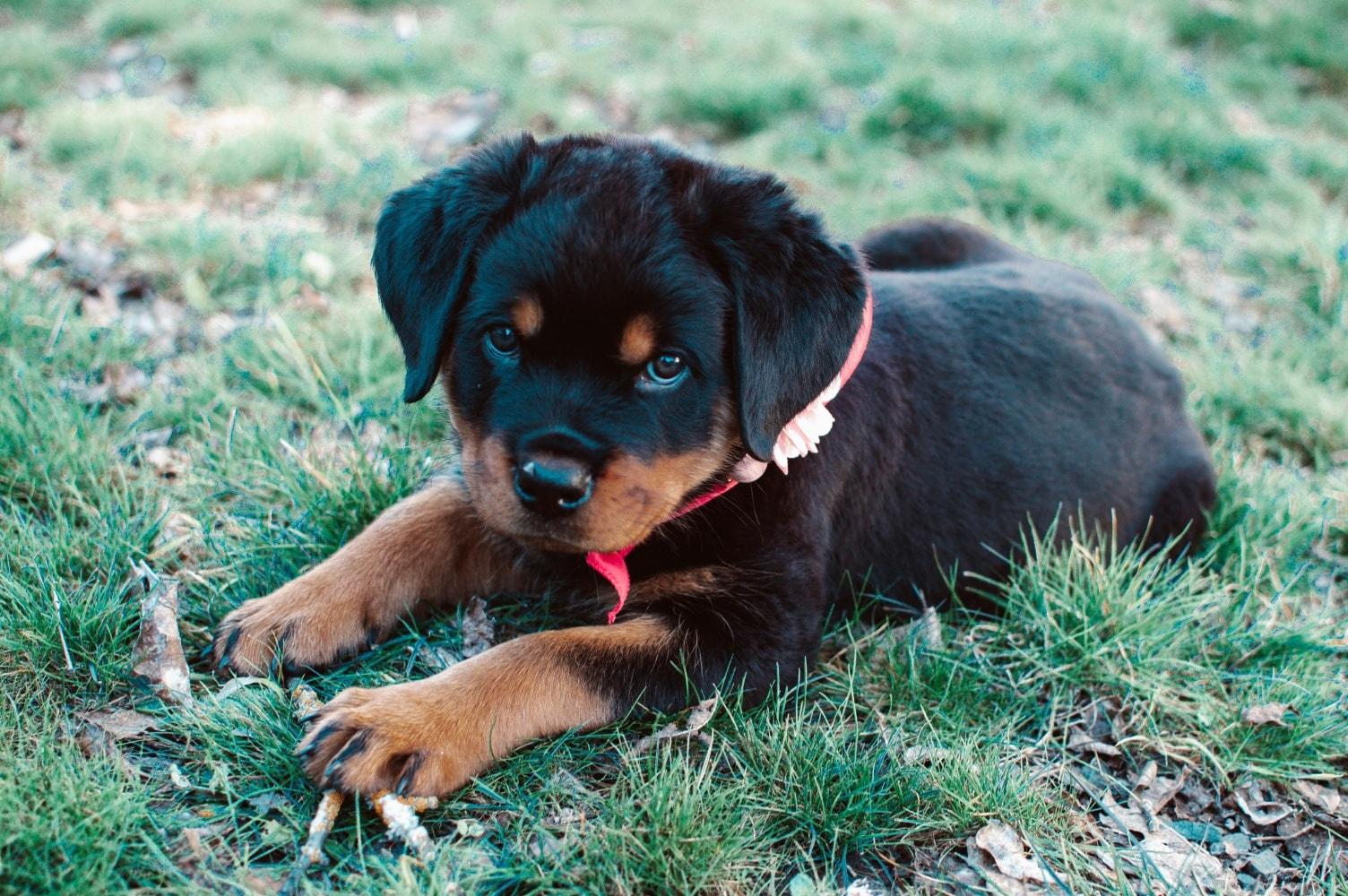 Von Der Rogue Rottweilers in Oregon | Rottweiler puppies | Good Dog