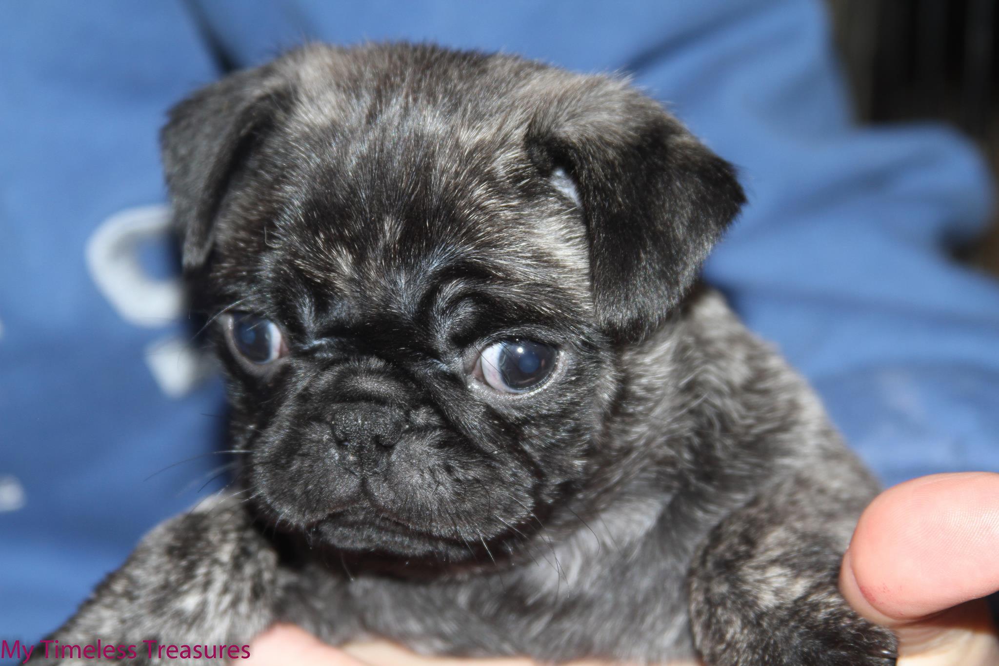 Paschey Pug Puppies in Indiana | Pug puppies | Good Dog