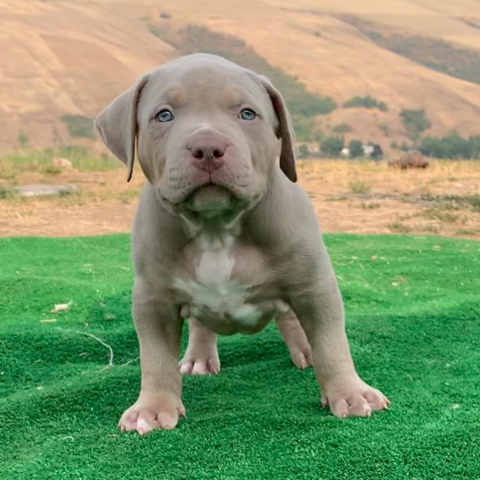 Central Idaho Bullyz in Idaho | American Bully puppies | Good Dog