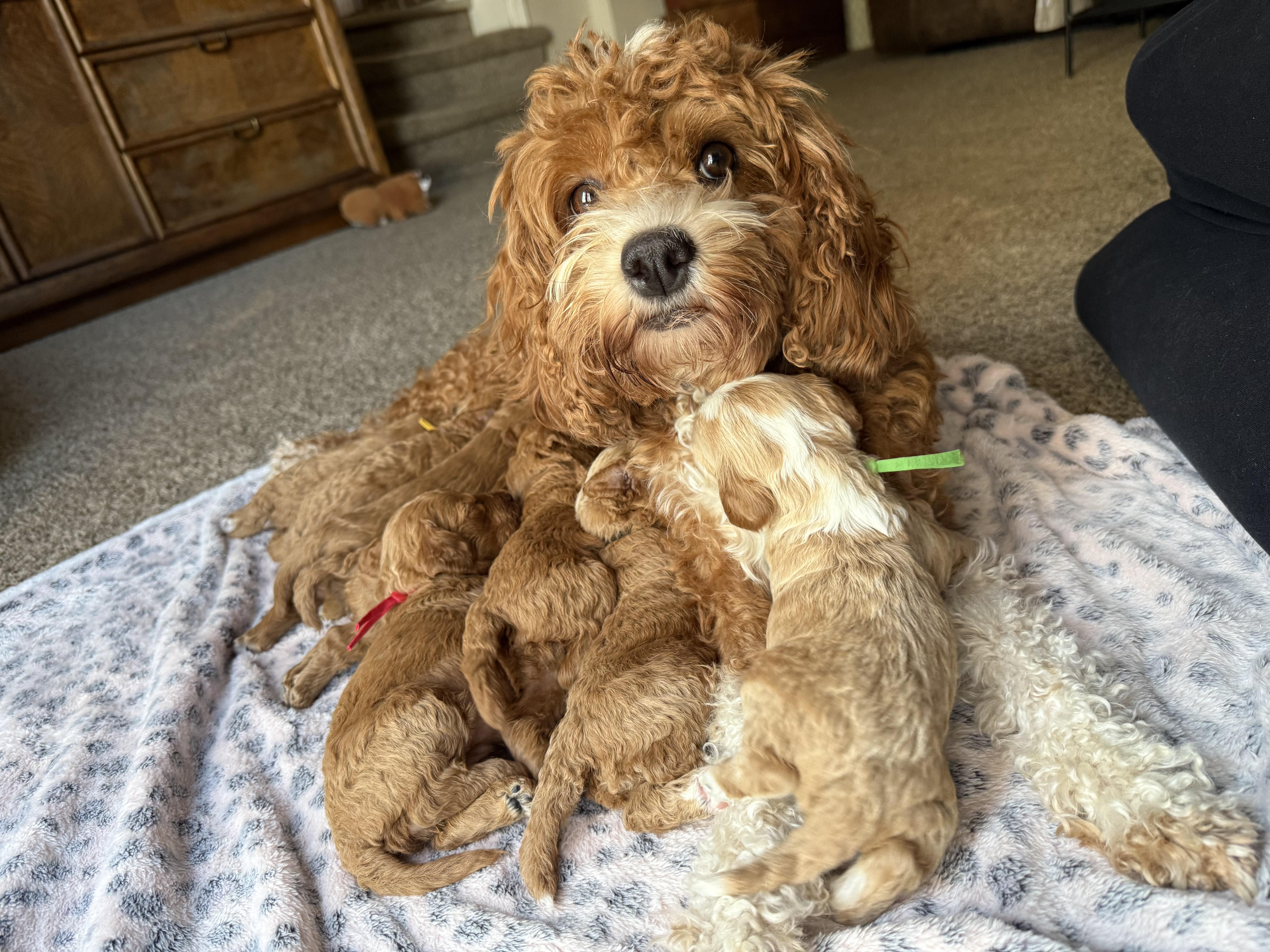 Brook Valley Cockapoos in Pennsylvania | Cockapoo puppies | Good Dog