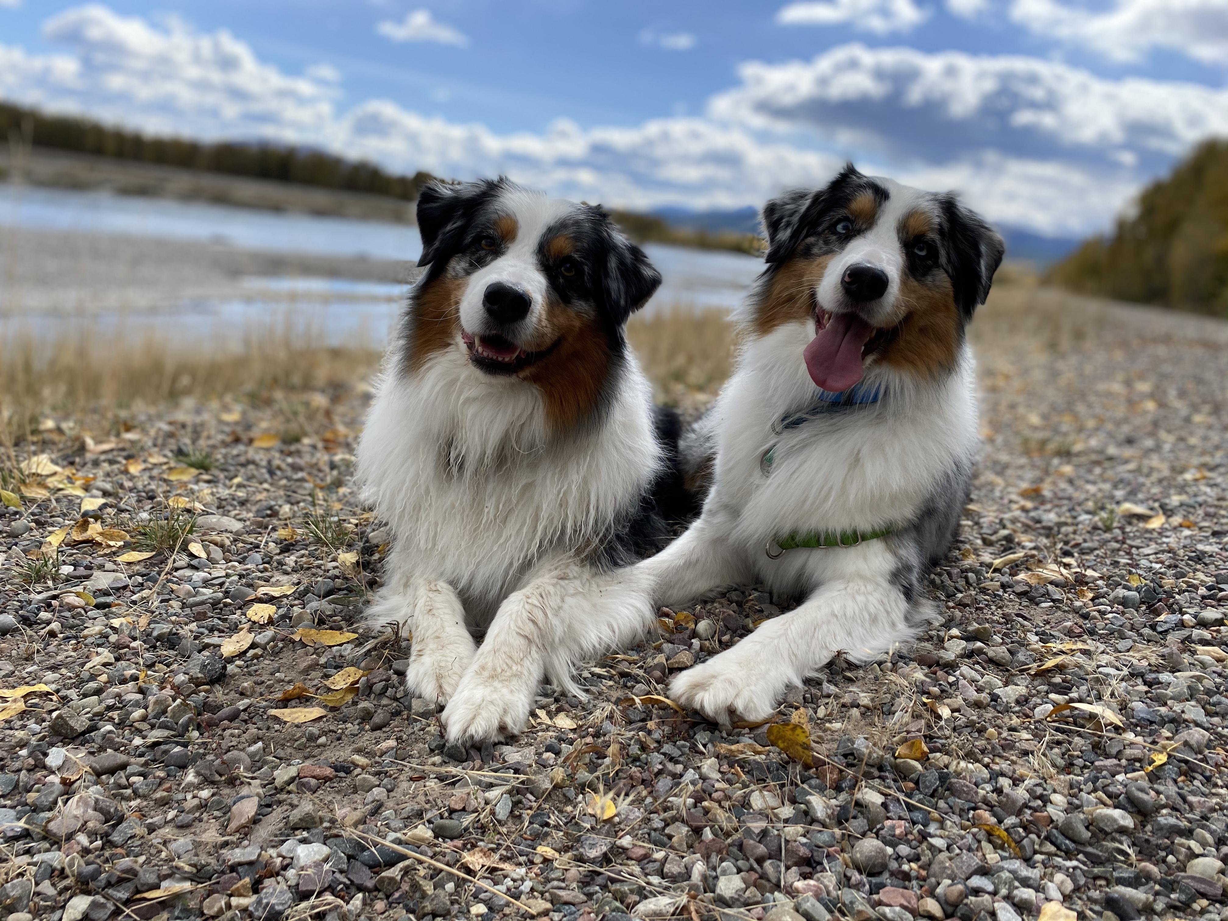 Western Skies Aussies in Colorado | Australian Shepherd puppies | Good Dog