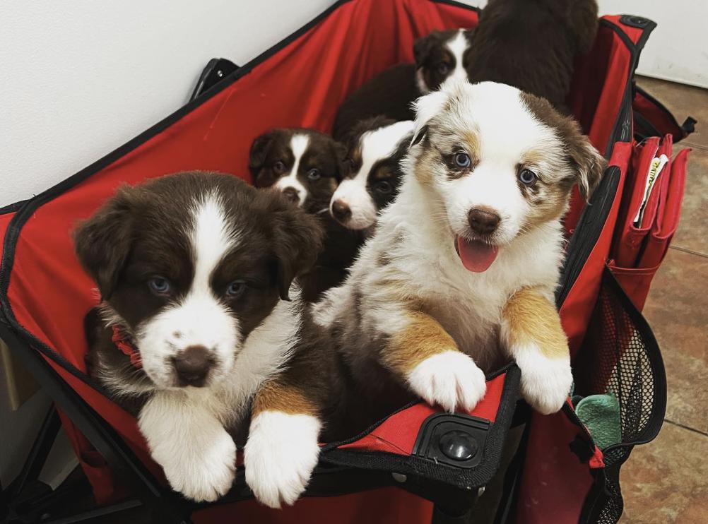 Otter Dog Aussies in Texas | Australian Shepherd puppies | Good Dog